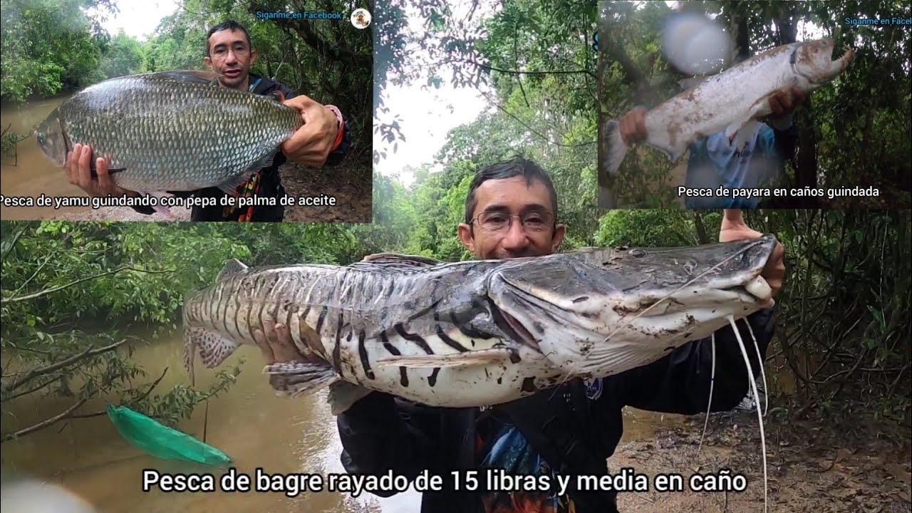 pesca de PECES GRANDES en caños pesca de bagre rayado de 16 libras ...