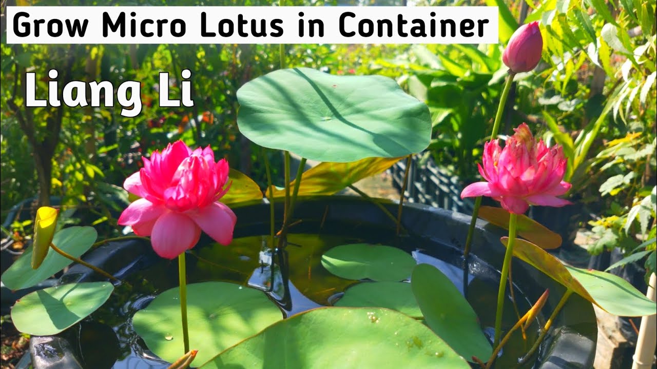 Growing Micro Lotus in a Container | How to Grow Lotus in a Bowl ...