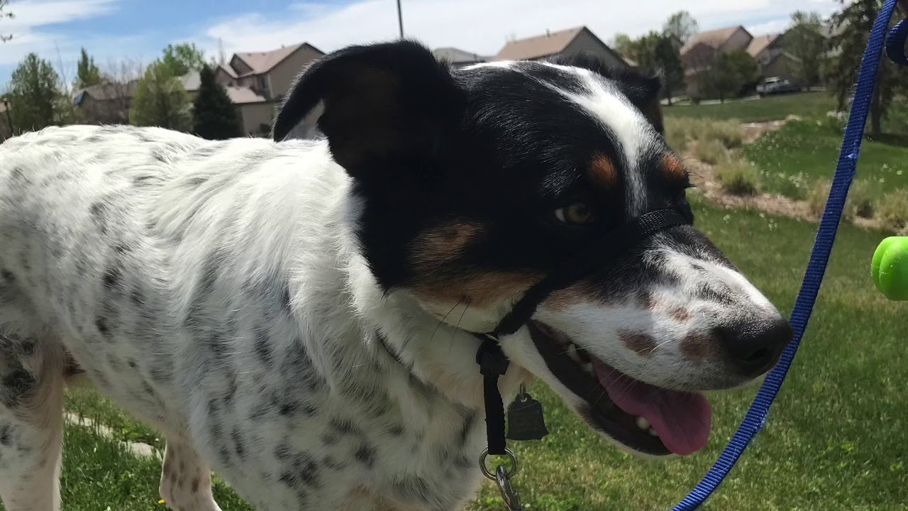 IDK Animal Compilation - YouTube