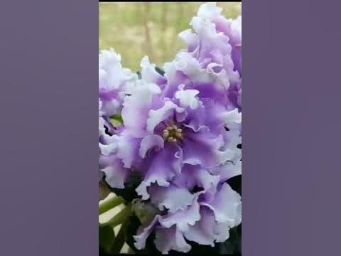 ФИАЛКА ПТ- ЛАРИСА НАВЕРНО ЭТО МОЙ РАЙ - YouTube