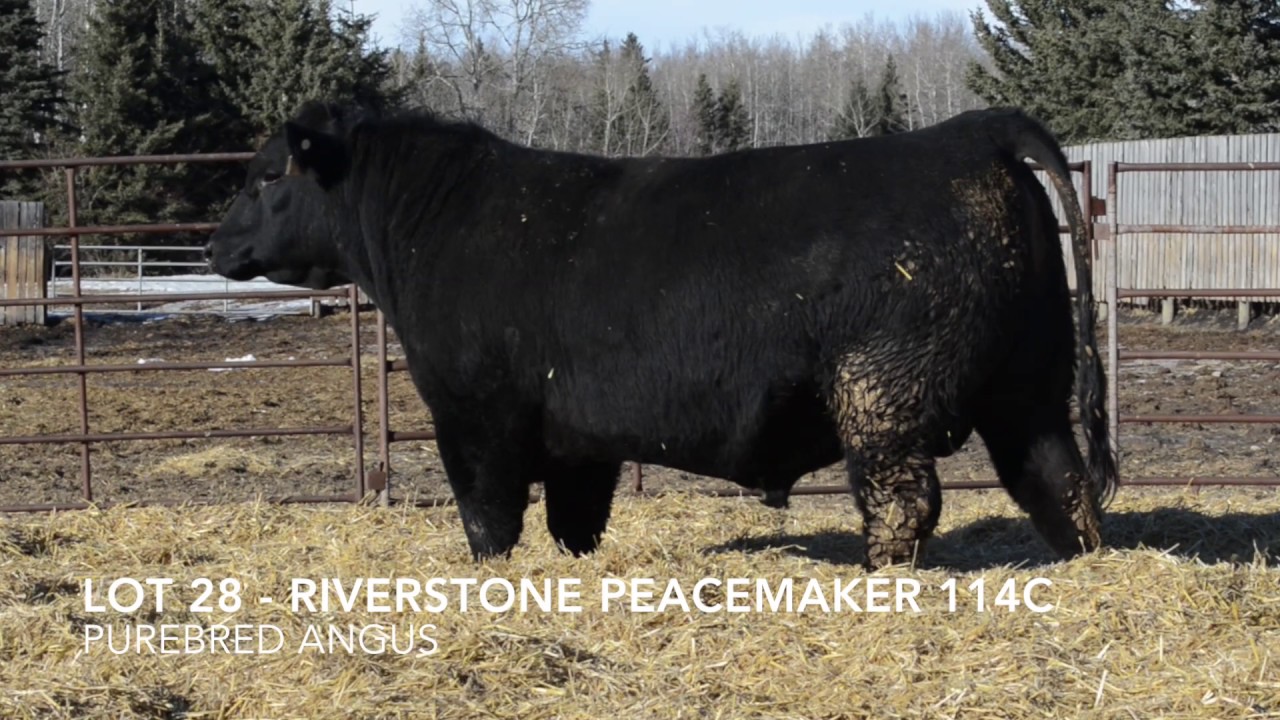 Lot 28 - Riverstone Peacemaker 114C - Angus - YouTube