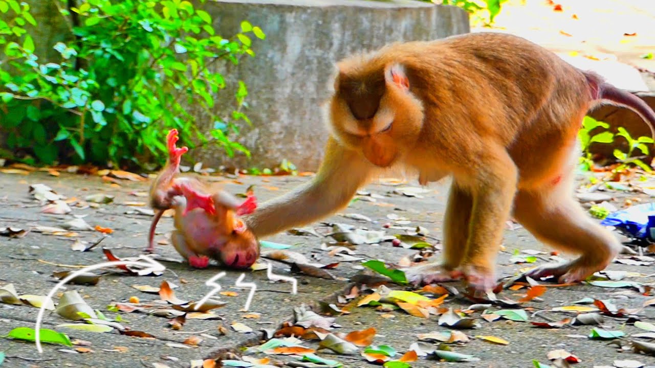 Continue cute or not...pi-ty face of little baby monkey SARIKI so much ...