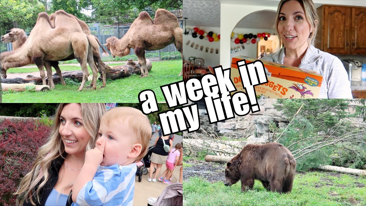 Lukas's 1st birthday at the zoo, aldi trip, d/c breastfeeding chit chat ...