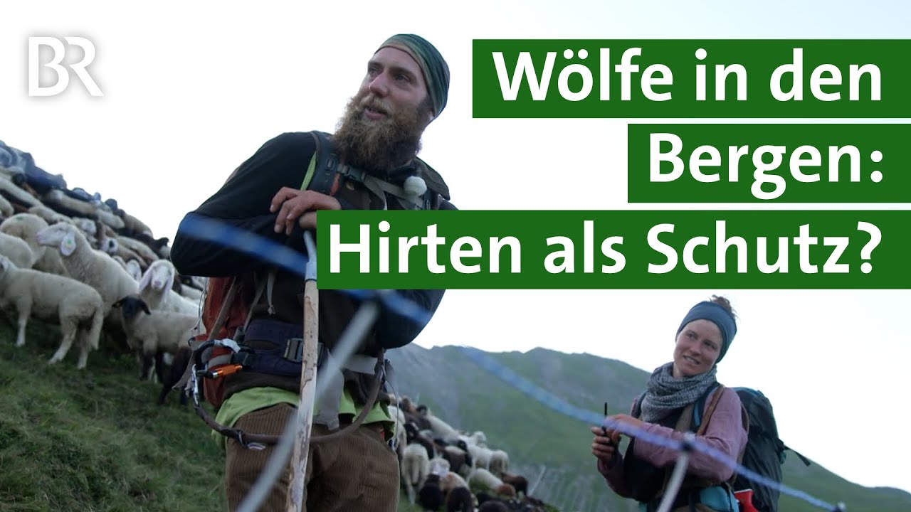 Angst vor dem Wolf: Tiroler Hirten hüten Schafe rund um die Uhr | Unser Land | BR - YouTube