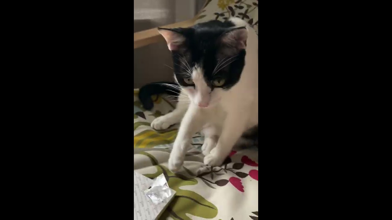 1 cat 1 cockroach - A Tragedic Story - Cat eats the cockroach :( - YouTube