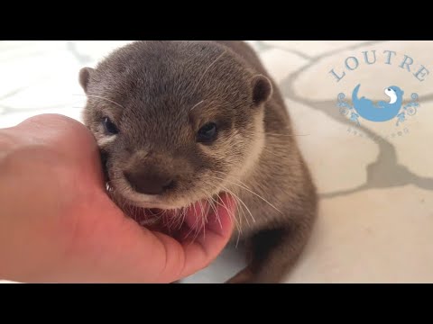 Otters Crying Because They Hate Hot Weather - YouTube