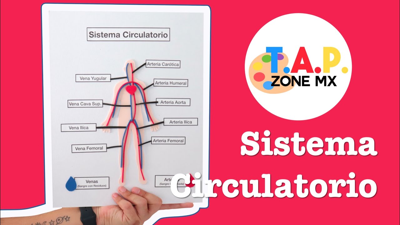 Como hacer la Maqueta del Sistema Circulatorio - TAP ZONE Mx - YouTube