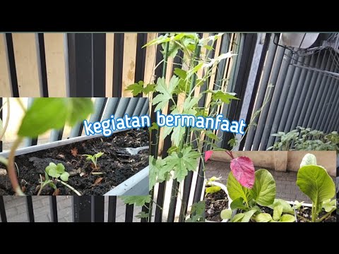 Pindah Tanam Semaian Sayur, di Teras Rumah. 