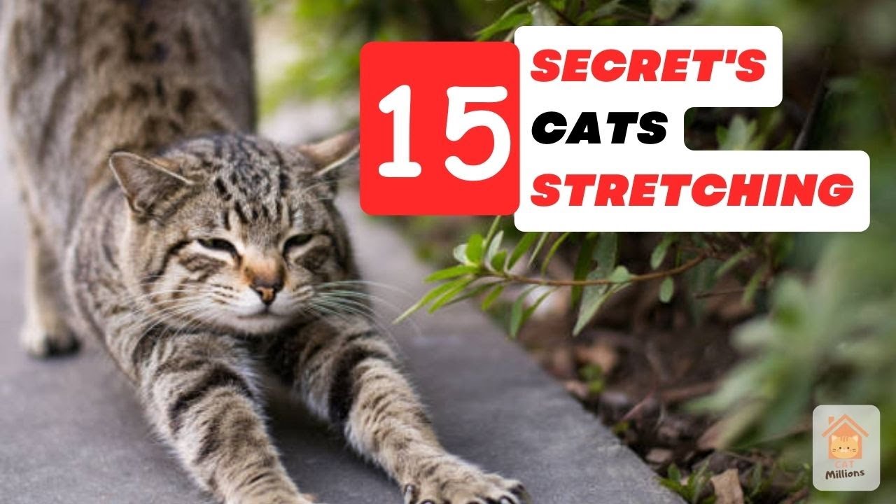 Why Your Cat Stretches When Seeing You? | 15 Reasons Behind Cat Stretch ...