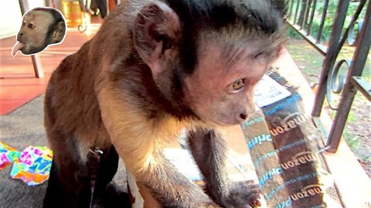 Capuchin Monkey Opens Awesome Packages! - YouTube