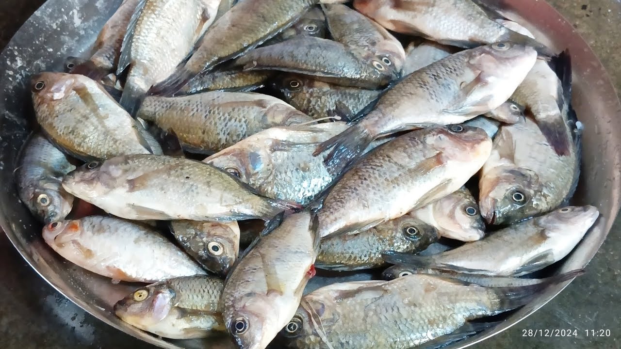 Tilapia Fish Recipe | Choti Machli Recipe tilapia macher jhal | tilapia ...