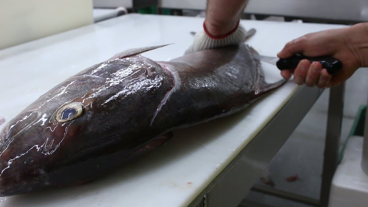 Fish Filleting- Amberjack - YouTube