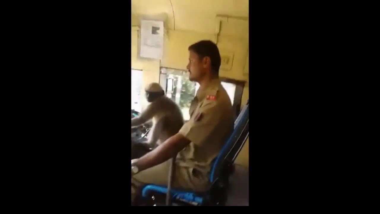 Crazy Bus Driver Lets Monkey Steer Public Bus - What Is He Thinking ...