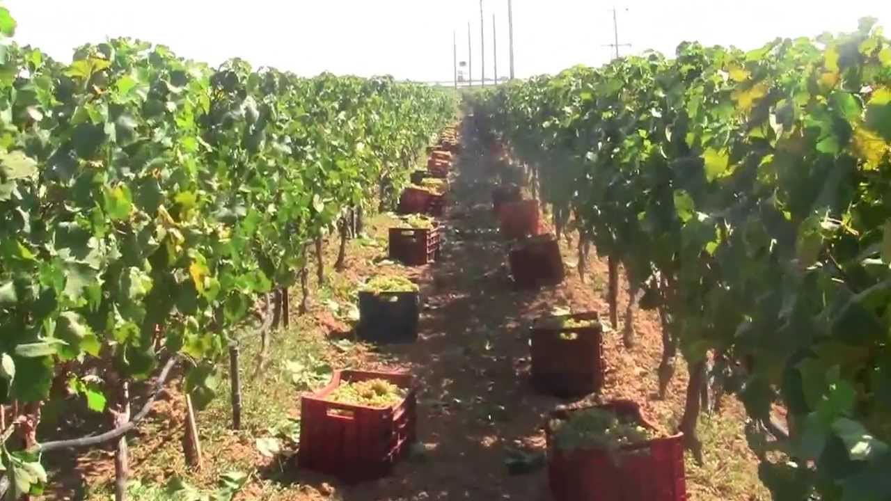 Τρυγος 2013 - YouTube
