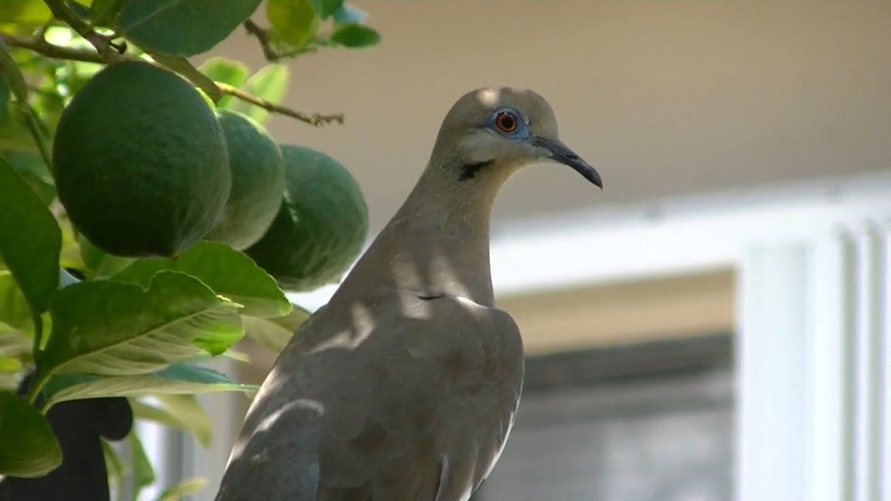 Cazando una paloma aliblanca y anillandola - YouTube