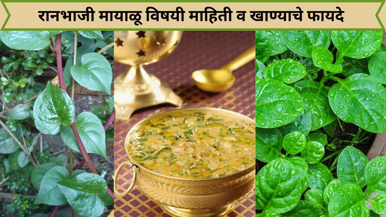 मायाळू रानभाजी विषयी माहिती व खाण्याचे फायदे/Malbar Spinach Benefits/Mayalu Bhaji/मायाळू भाजी ...