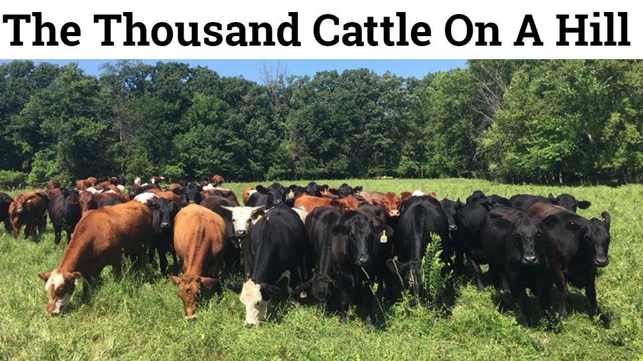 The Thousand Cattle On A Hill - Read Between The Lines - YouTube