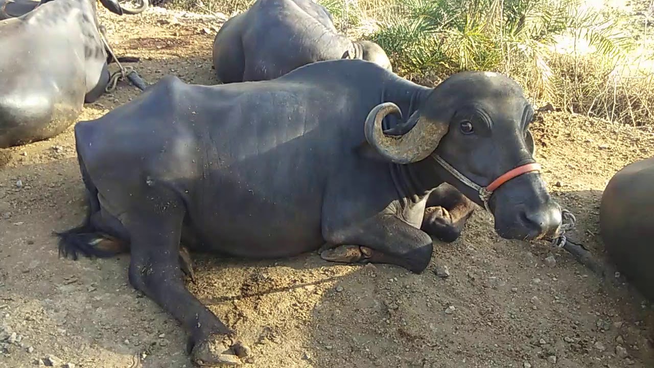 Jafrabadi buffalo .jersey cow - YouTube