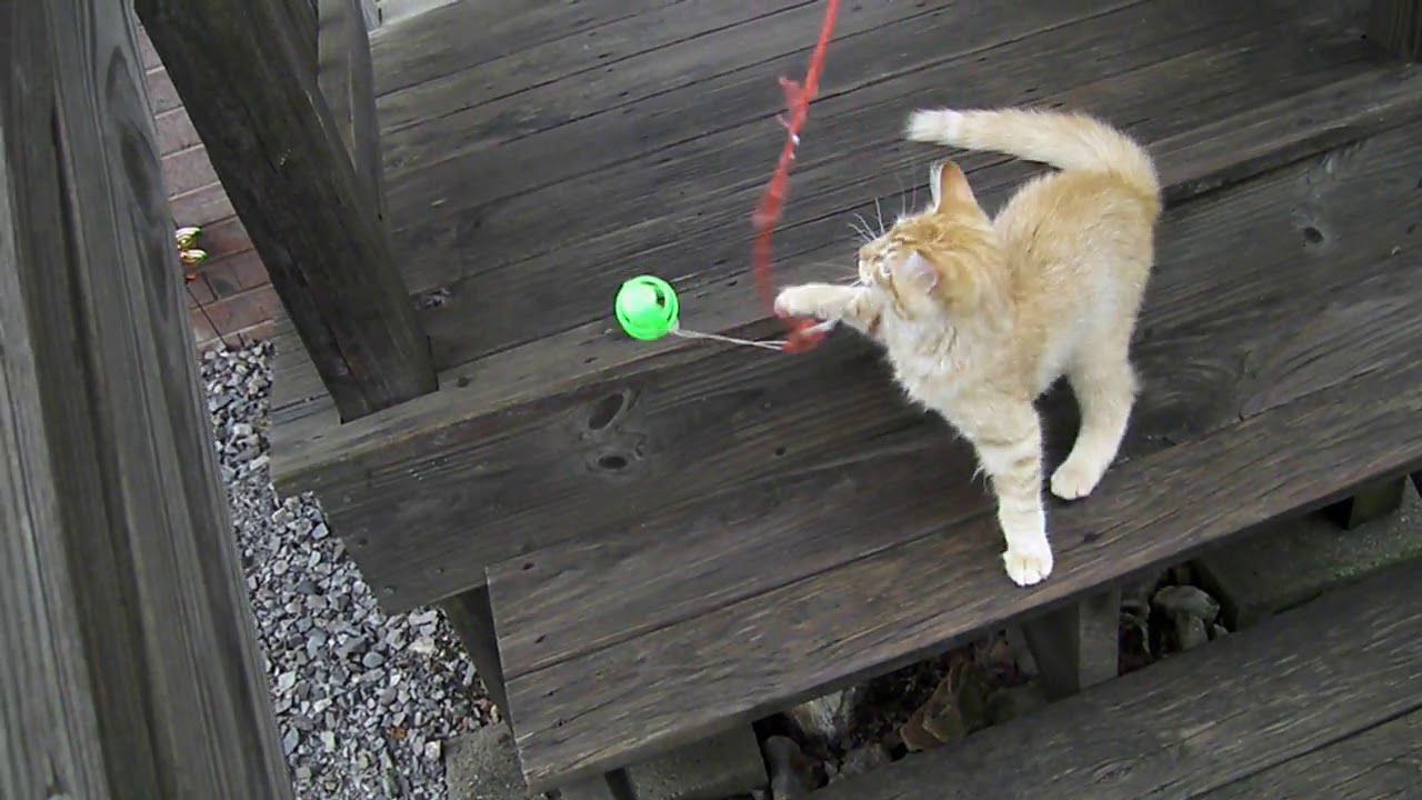 Opie (Cat) July 16th, 2019 - YouTube