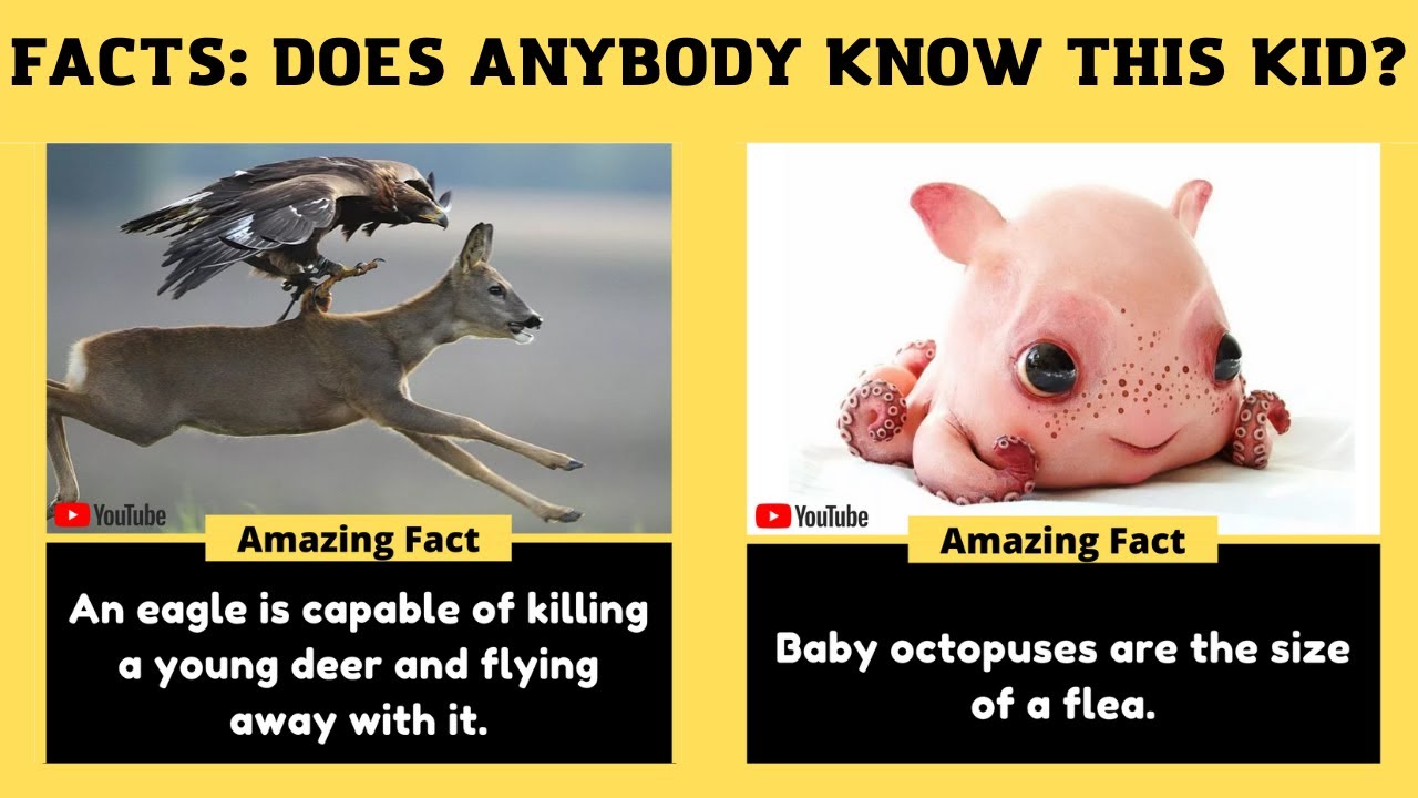 Did You Know Facts #17 | Random & Amazing Facts | Factology | Facts ...