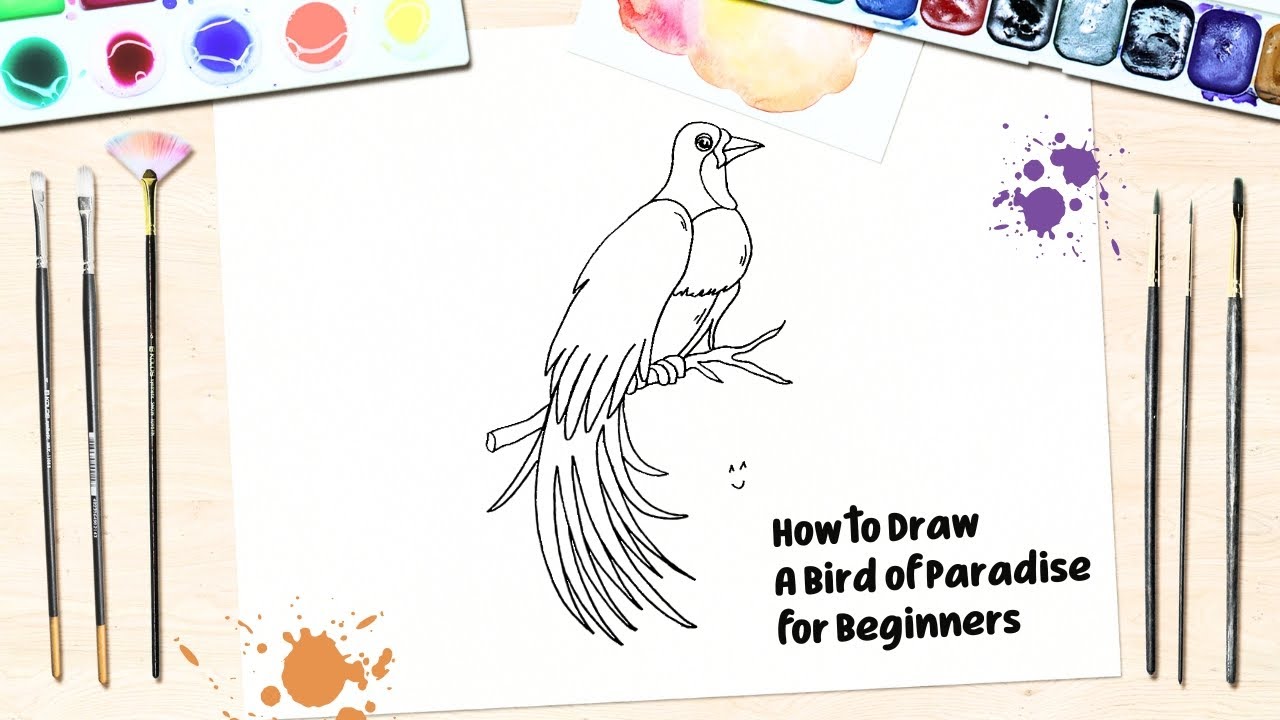 How to Draw A Bird of Paradise Easy Step by Step | Bird Animal Drawing ...