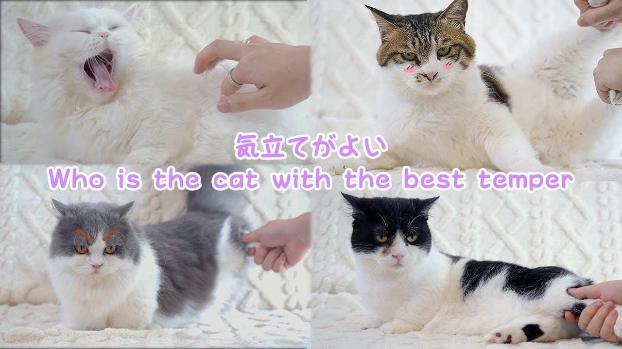 Which Cat Has The Best Temper?😹猫の性質大テスト🎉| Funny Cat Studio😼💗 - YouTube