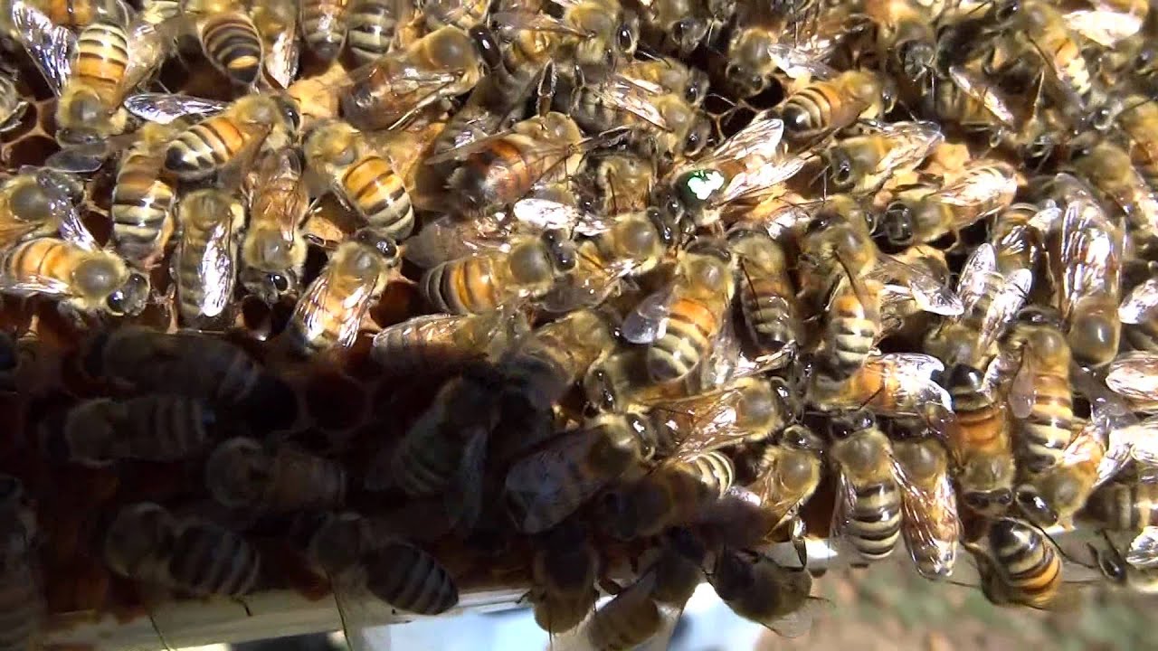 Hive #1 - YouTube