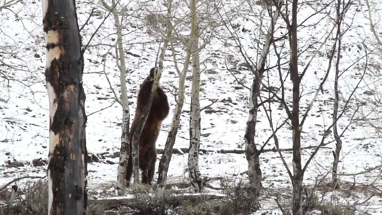 Grizzly Bear Stretching on Tree - YouTube