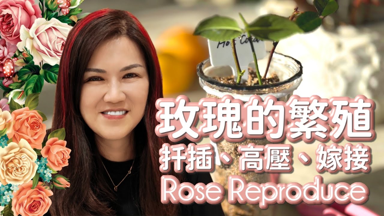 玫瑰的繁殖: 扦插、高壓、嫁接。Rose Reproduce Methods - YouTube