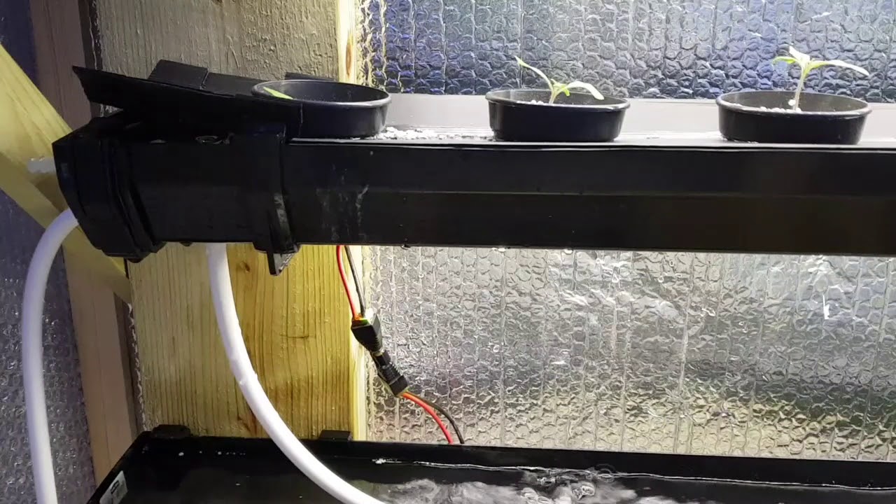 Hydroponics failure! - YouTube