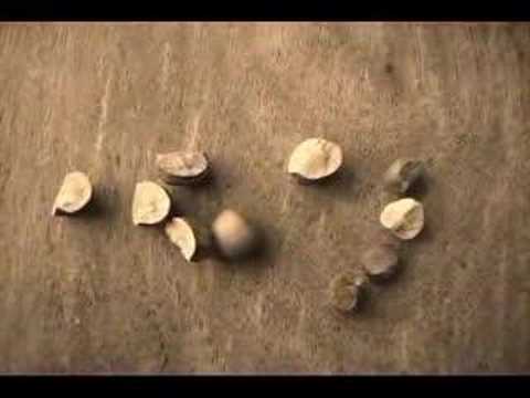 Mexican Jumping Beans - YouTube