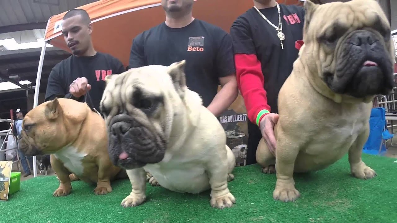 bully round up houston texas #XOvidZ - YouTube