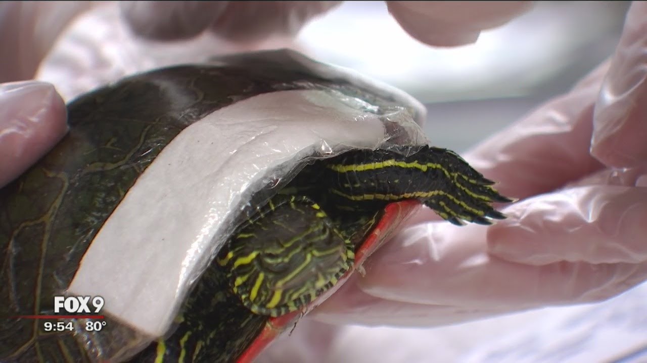 Shelter repairs turtle shells as nesting season begins - YouTube