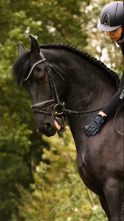 Black beauty | beautiful horse | horse lover | horse riding | animals ...