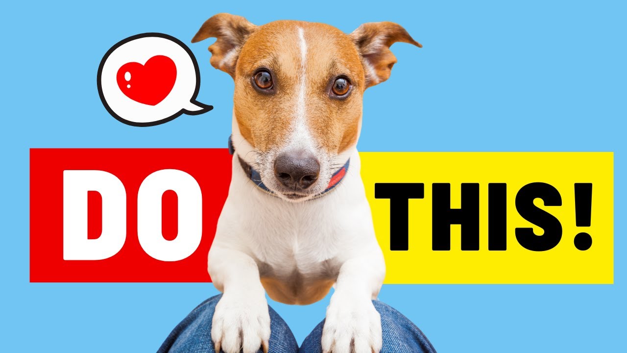 11 Ways to Tell Your Dog YOU LOVE THEM (in a Language THEY UNDERSTAND ...