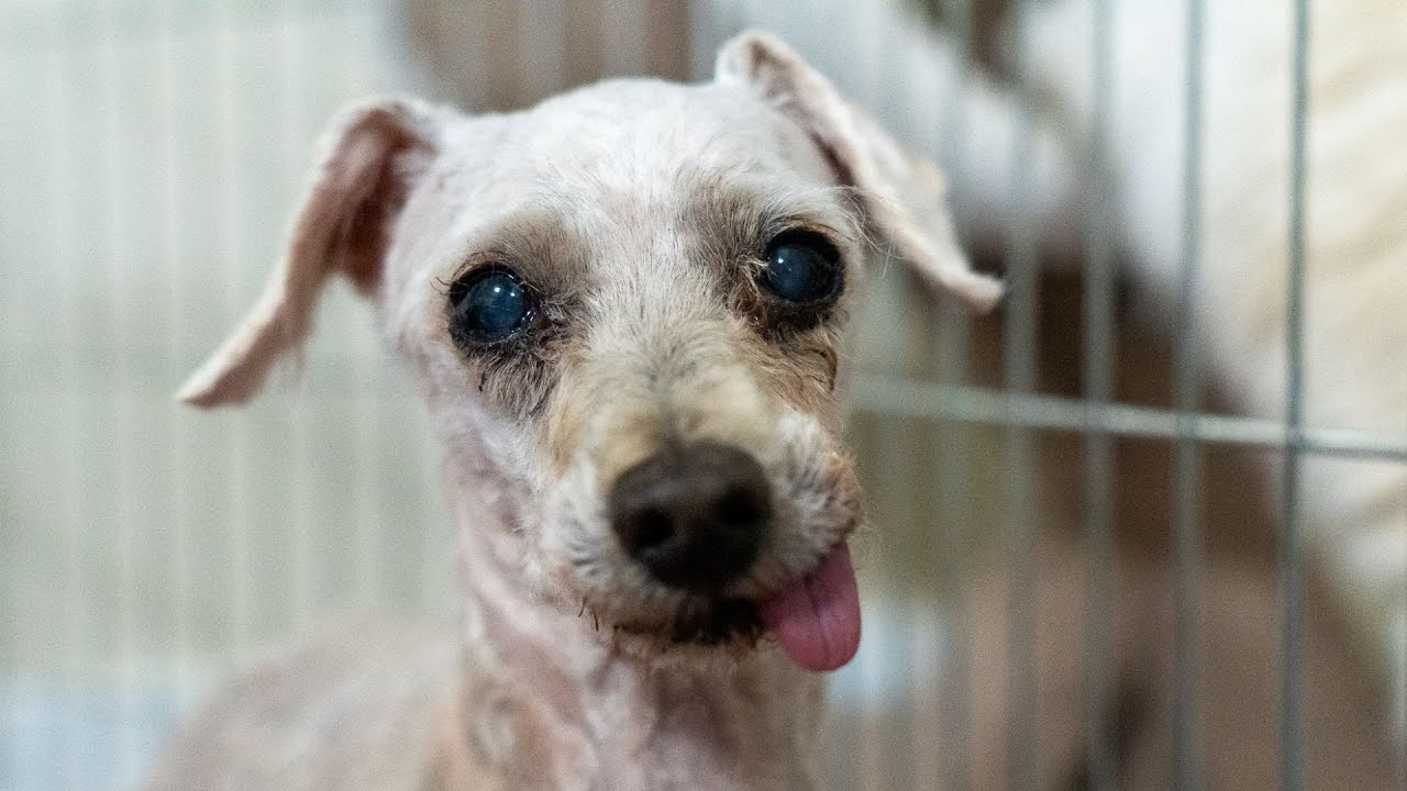 Scared Senior Poodle Abandoned by Breeders Because It Could No Longer ...