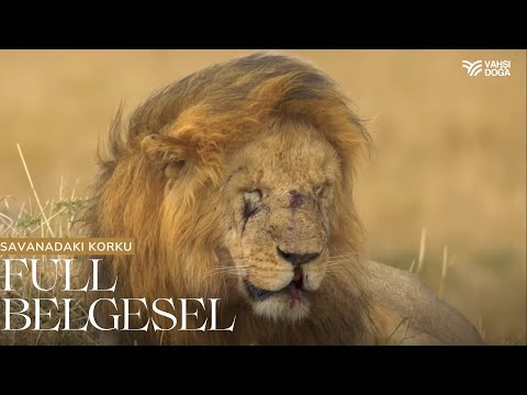 Vahşi İçgüdü - Savanadaki Korku | Doğa Belgeseli