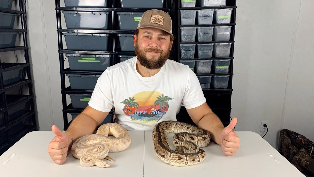 Season 2 of Pura Vida Pythons! - YouTube