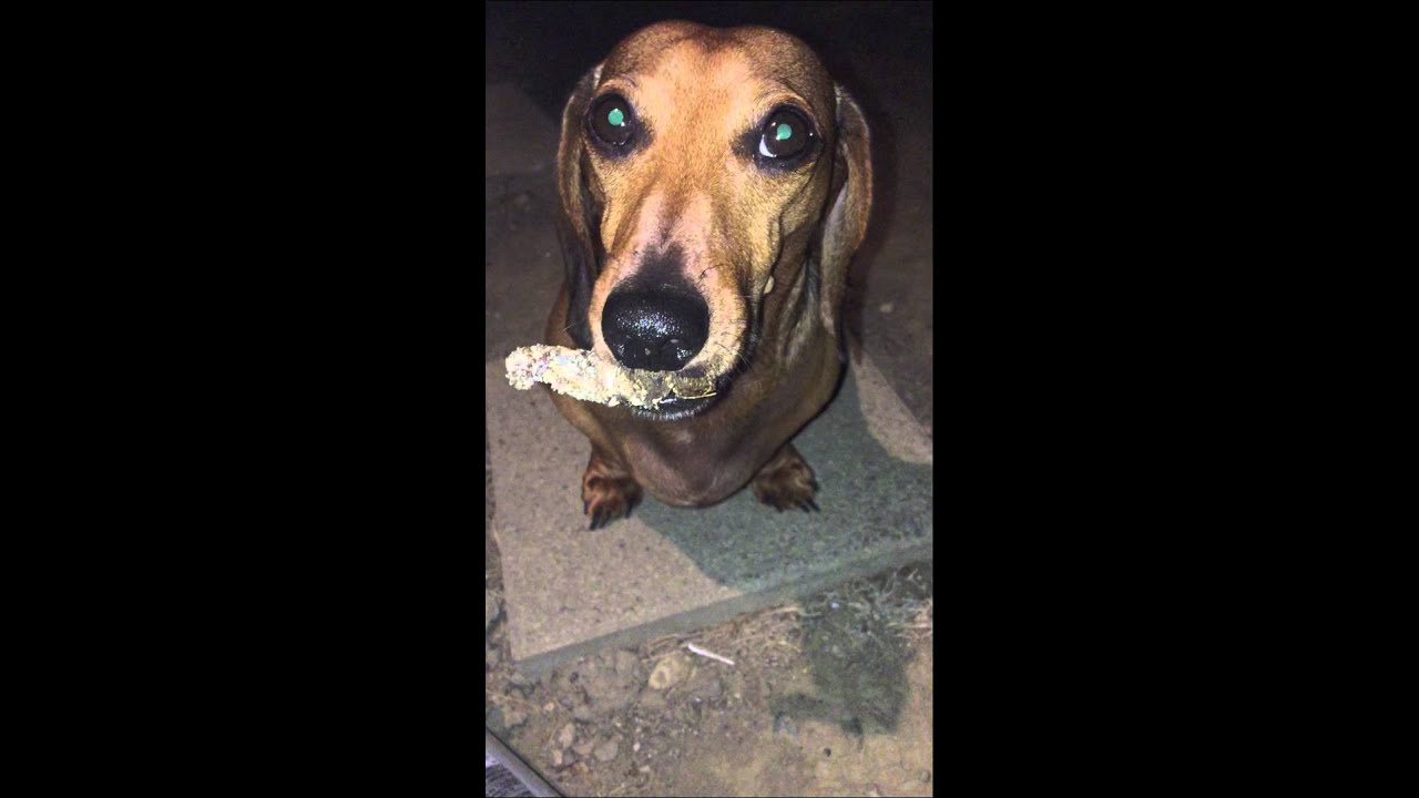 Dachshund drop the poop! - YouTube