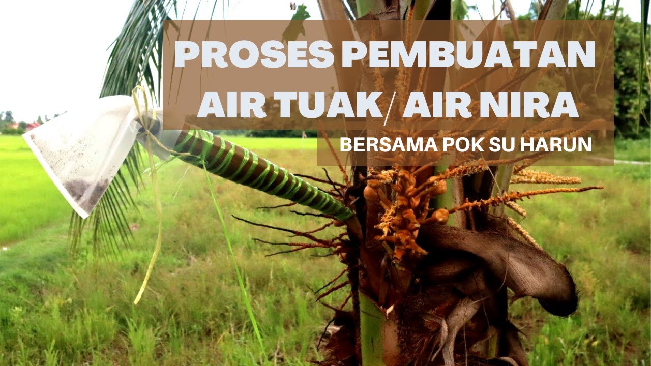 PROSES PEMBUATAN AIR TUAK ATAU AIR NIRA l HOW COCONUT SAP IS MADE - YouTube