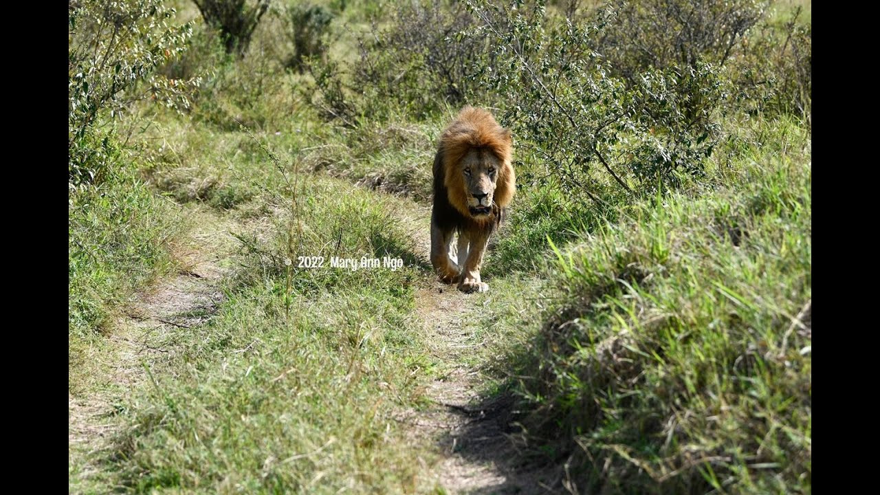 Jesse, Maasai Mara lion, tough nomad - YouTube
