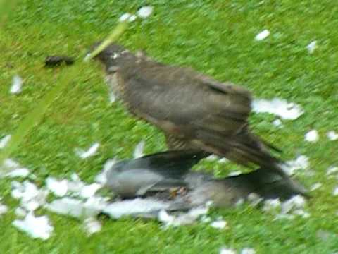 Sparrowhawk attacks a Pigeon 2 - YouTube