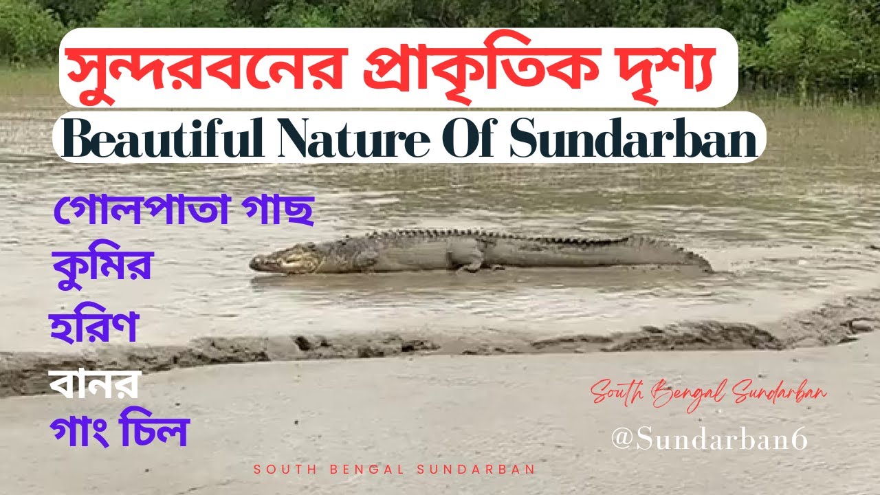 Mesmerizing Natural Beauty of the Sundarbans 🌿 ┇ সুন্দরবনের মনোমুগ্ধকর ...