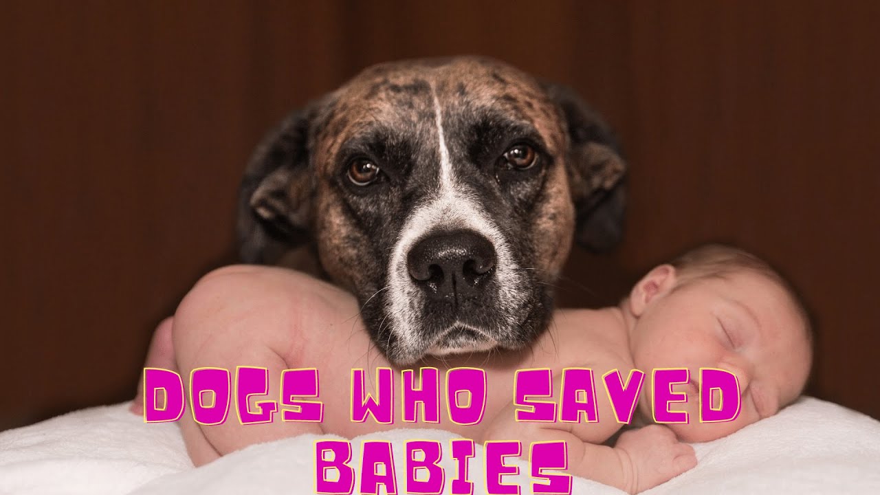 Top10 Incredible Dogs Who Have Saved Babies - YouTube