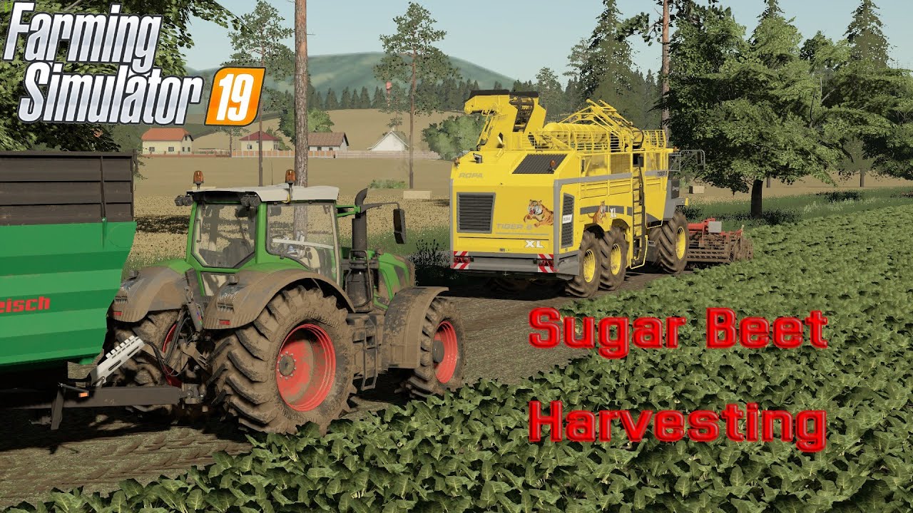 FS19 TIMELAPSE - BABROSTY -Sugar Beet Harvesting... | Farming Simulator ...