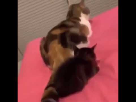Cat slaps kitten. - YouTube
