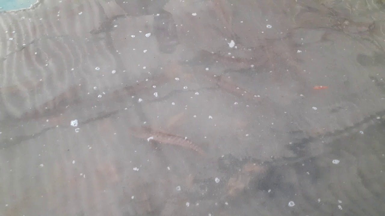 Murrel fish farming - YouTube