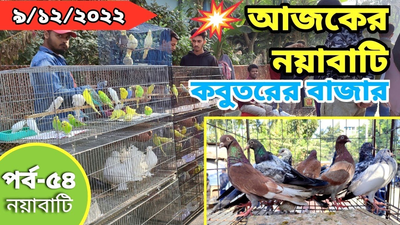 সবথেকে বড় কবুতরের হাট পর্ব-৫৪ Largest pigeon market in Khulna খালিশপুর ...