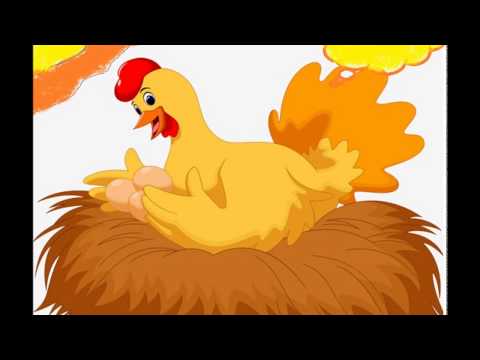 ALTIN Yumurtlayan TAVUK