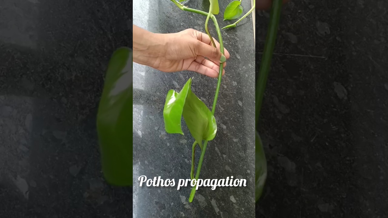 Pothos Plant Propagation/How to propogate pothos plant/Easy way to ...